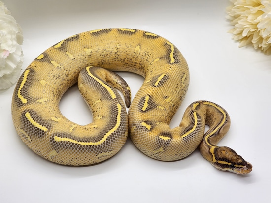 Highway Ball Python by Rare Spawn Reptiles LLC