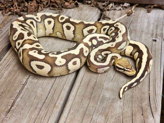 Pastel Fire Special Ball Python by Rare Spawn Reptiles LLC