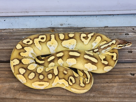 Pastel Butter Calico Ball Python by Rare Spawn Reptiles LLC