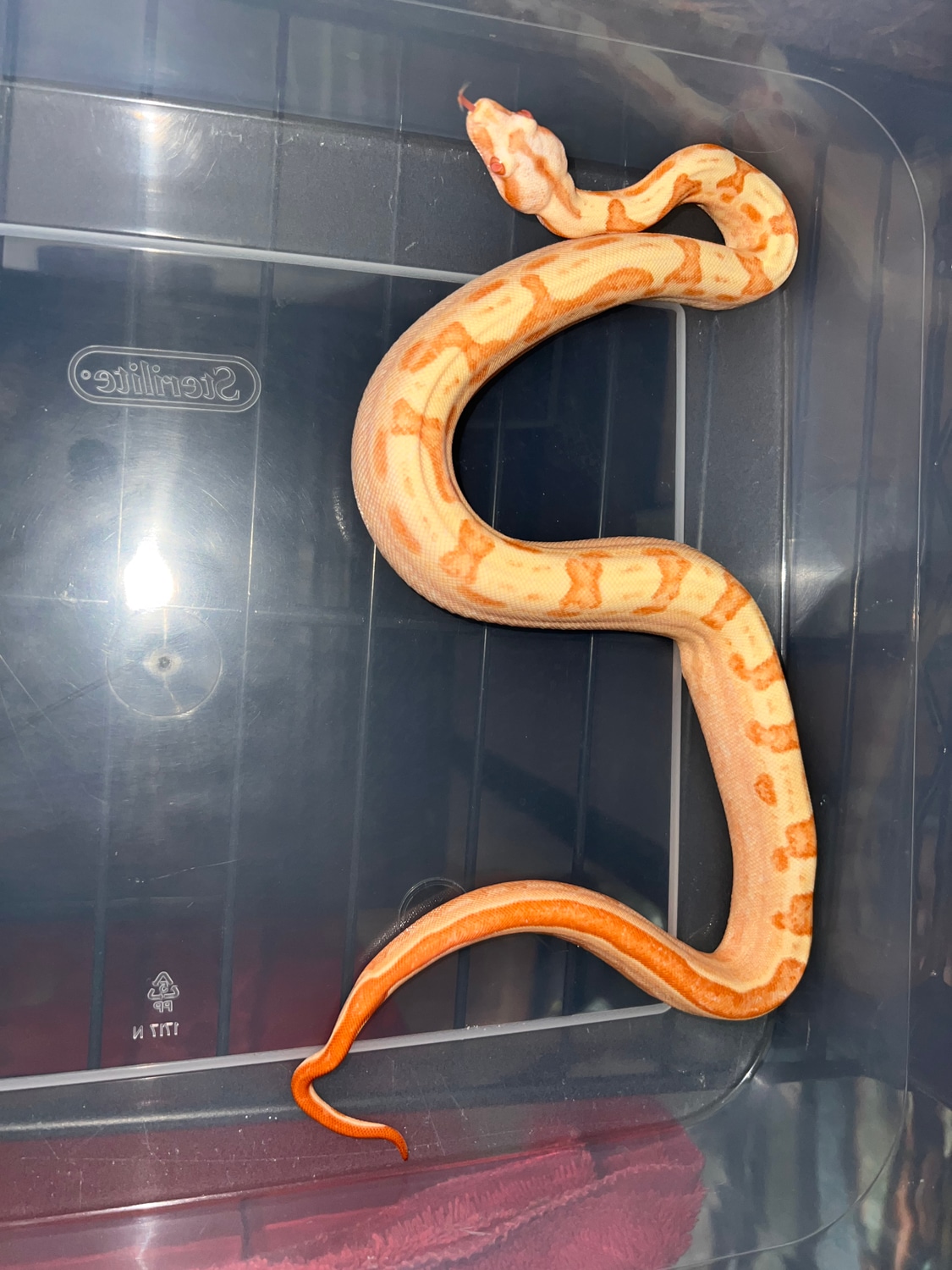 Sunglow Motley Jungle 66% Het Anrey 1 Boa Constrictor by Karina’s ...