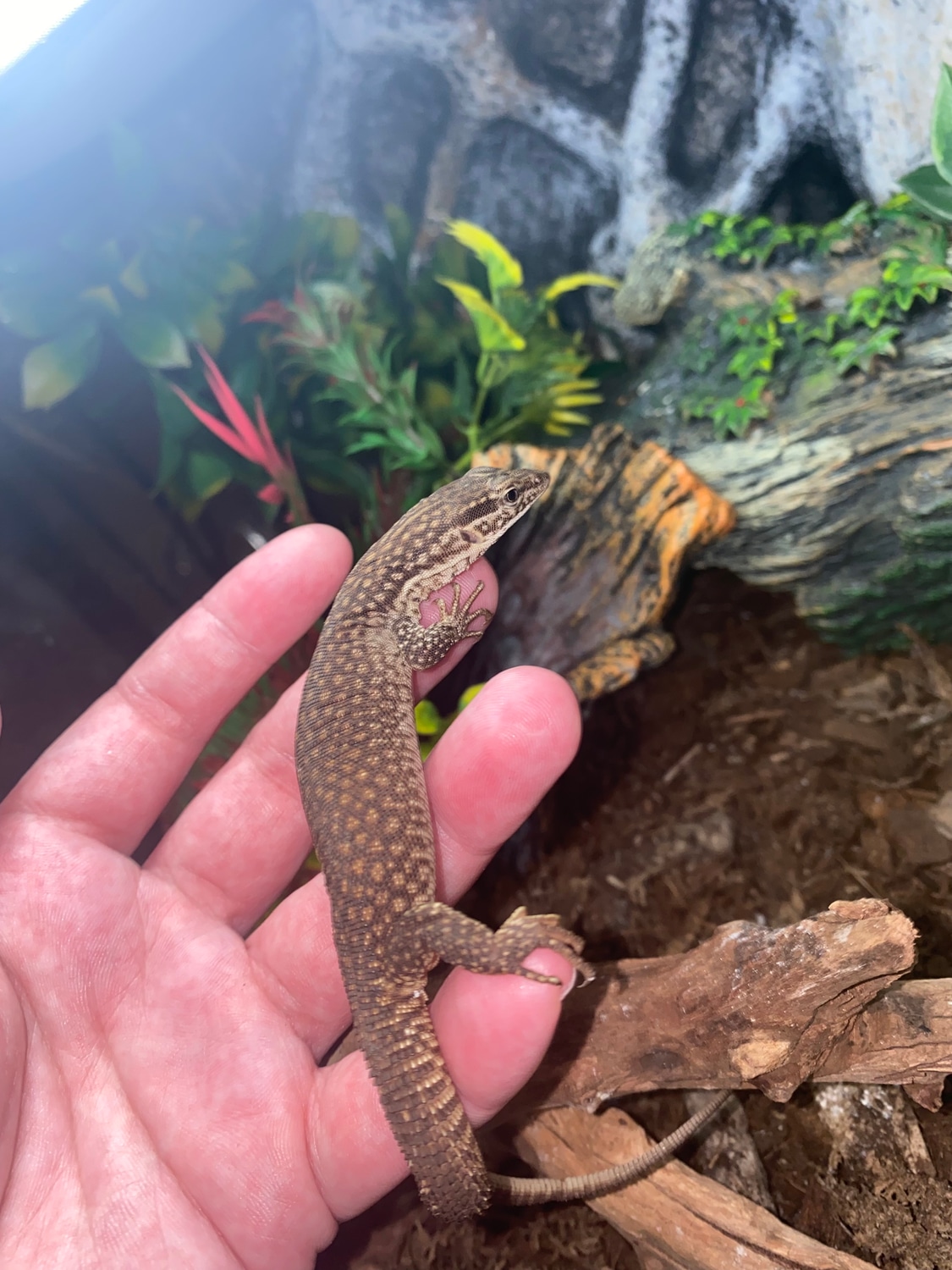 Red Ackie Monitor Water Monitor by Karina’s Kritters - MorphMarket