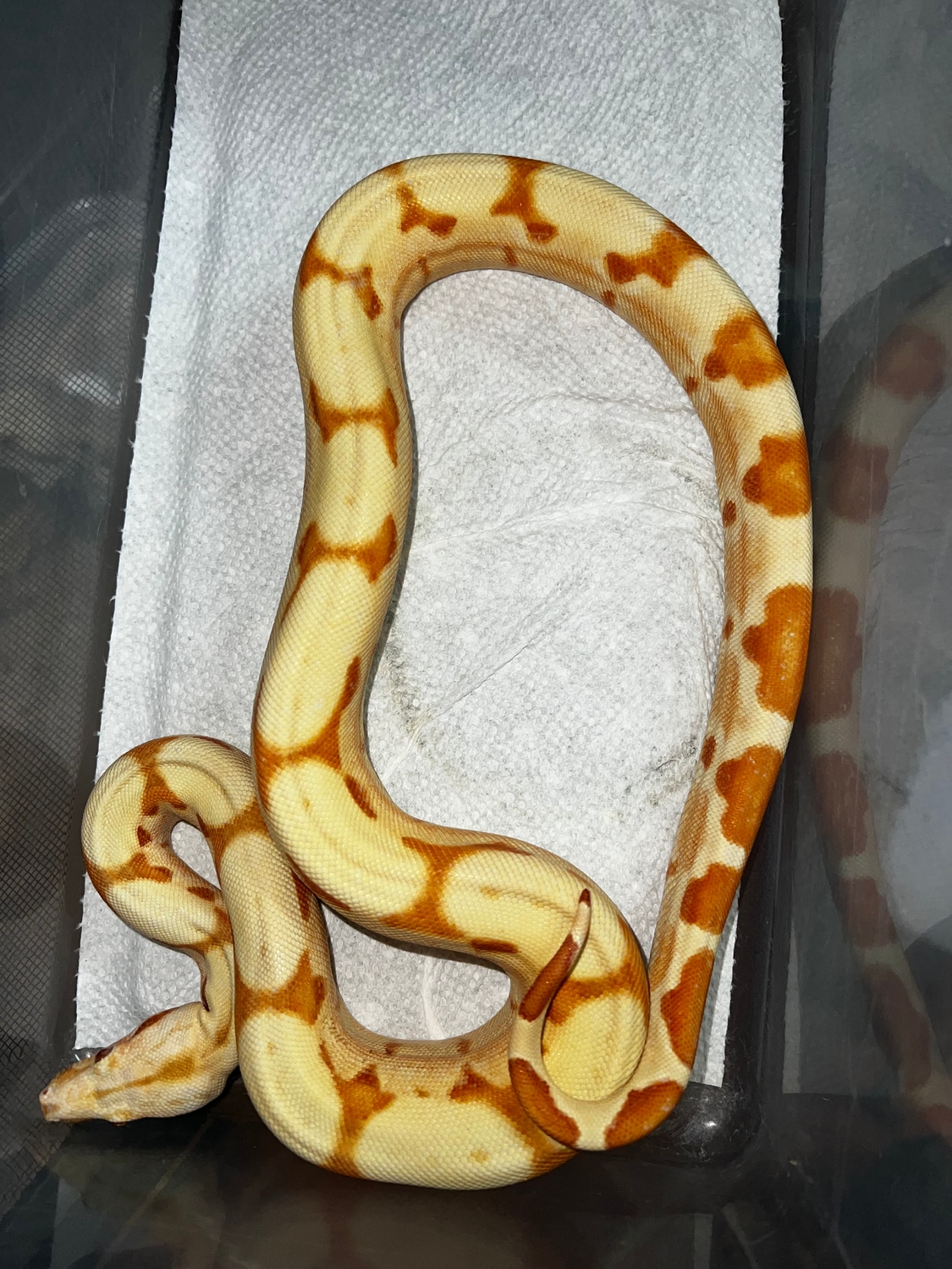 Sunglow (Lipstick Line) Boa Constrictor by Karina’s Kritters - MorphMarket