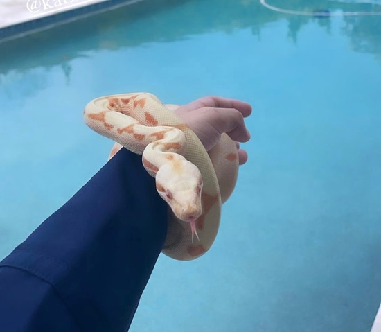 Sunglow (Lipstick Line) Boa Constrictor by Karina’s Kritters