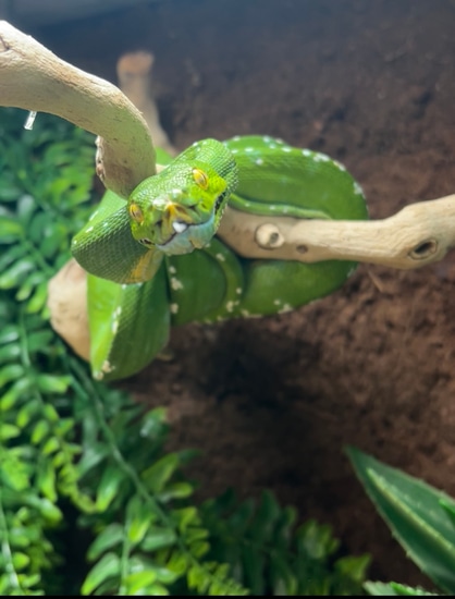 Aru Green Tree Python by Karina’s Kritters