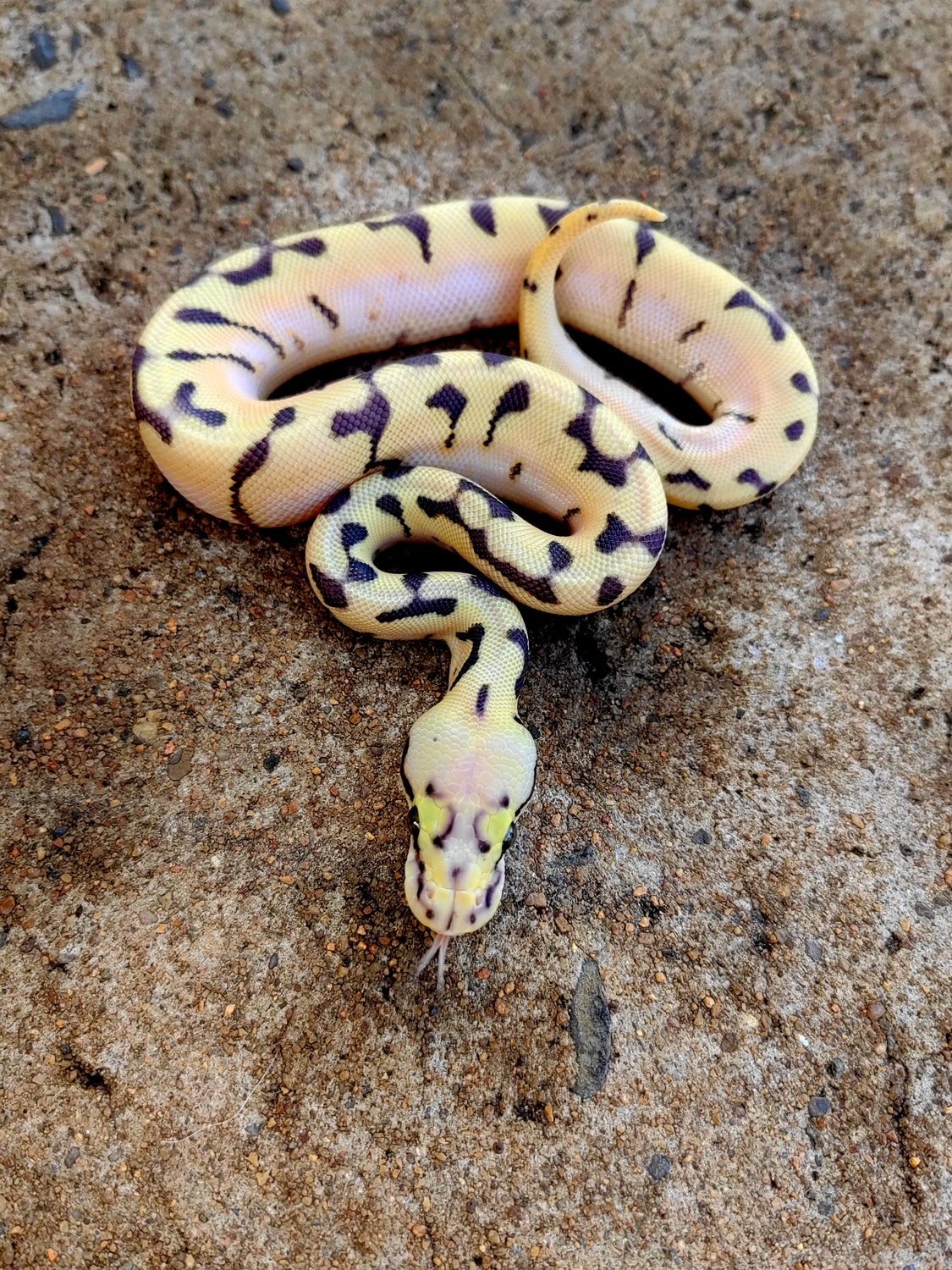 Hypo Enchi Pastel Spider Ball Python by Pinnacle Morphs - MorphMarket