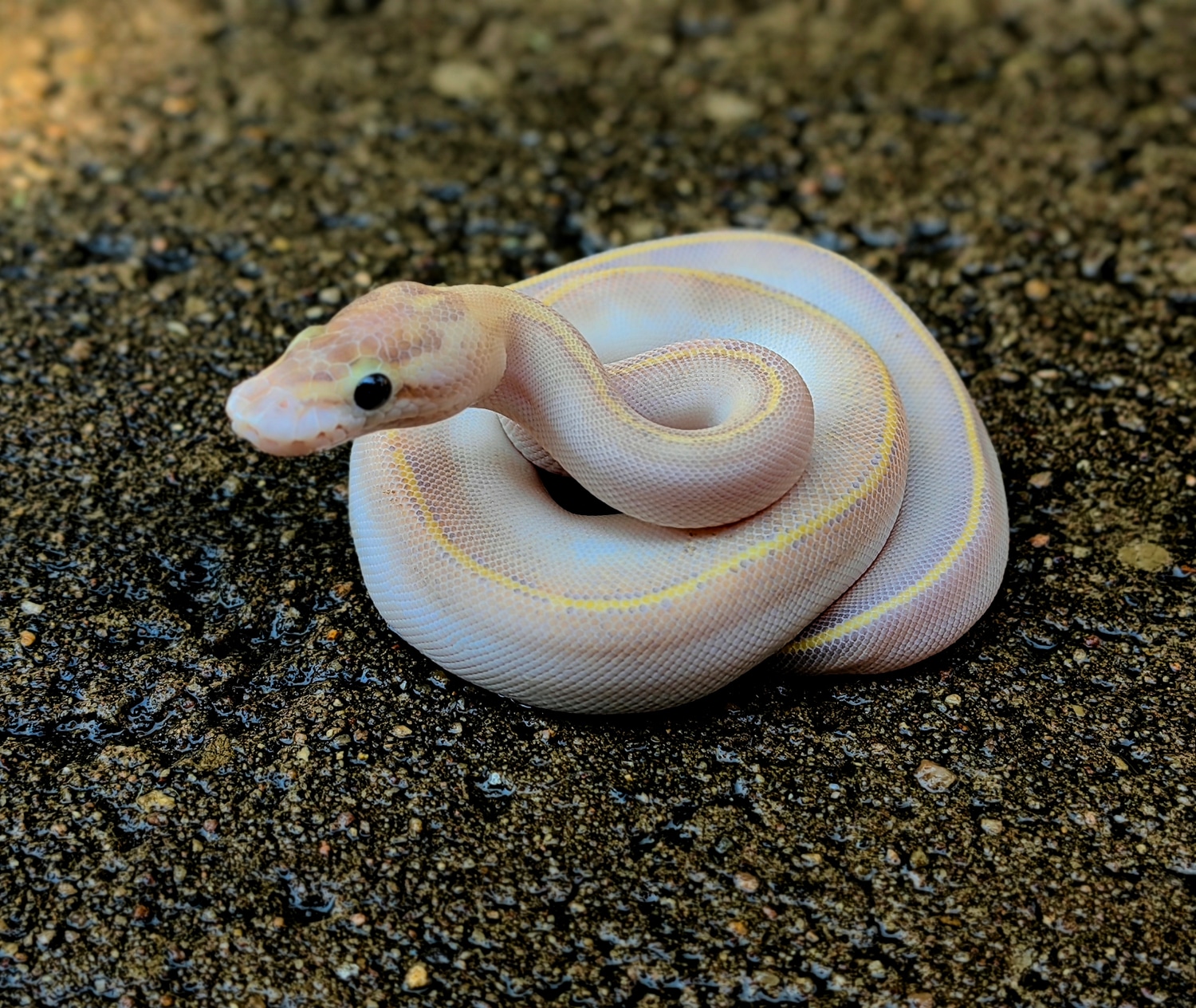 Ivory Ball Python by Pinnacle Morphs - MorphMarket