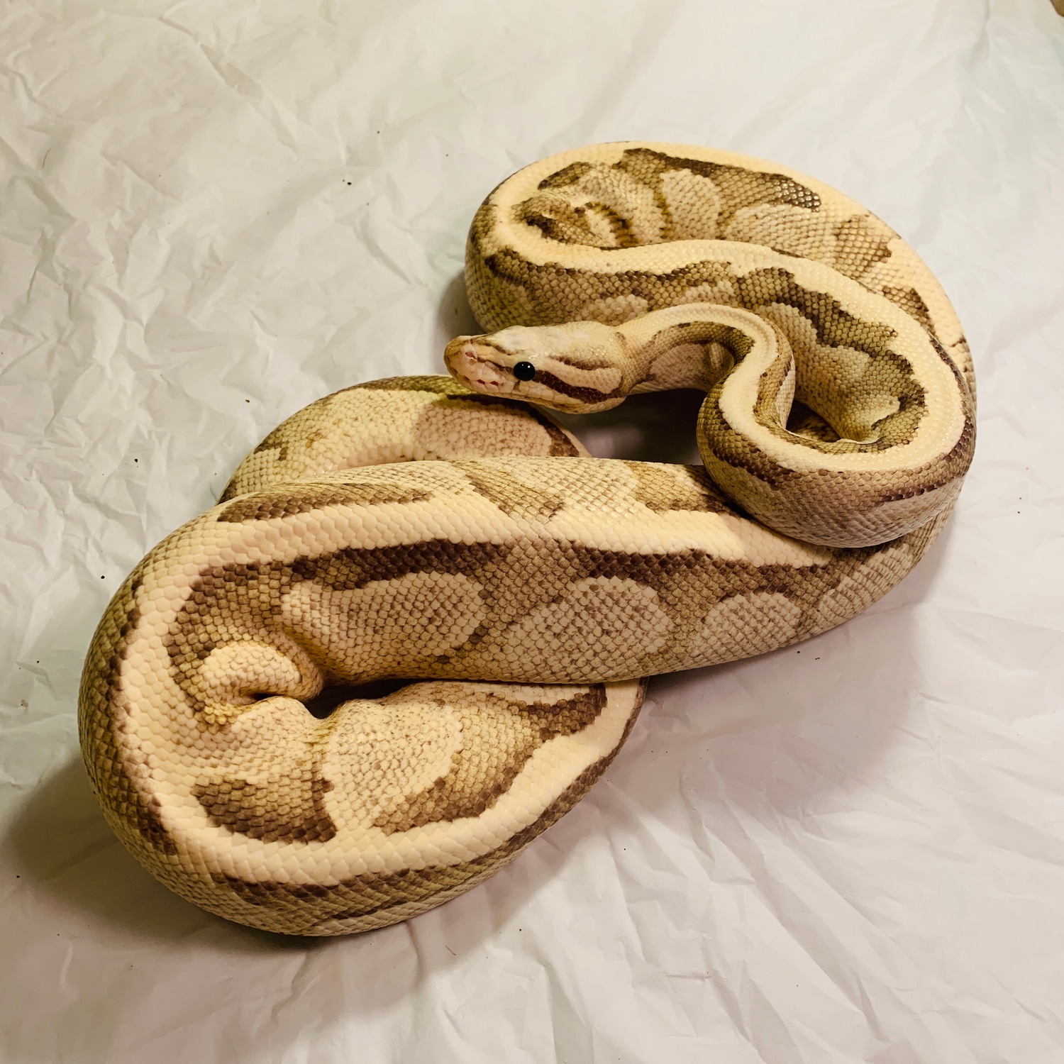 Vanilla Cream Ball Python by Kaos Balls - MorphMarket