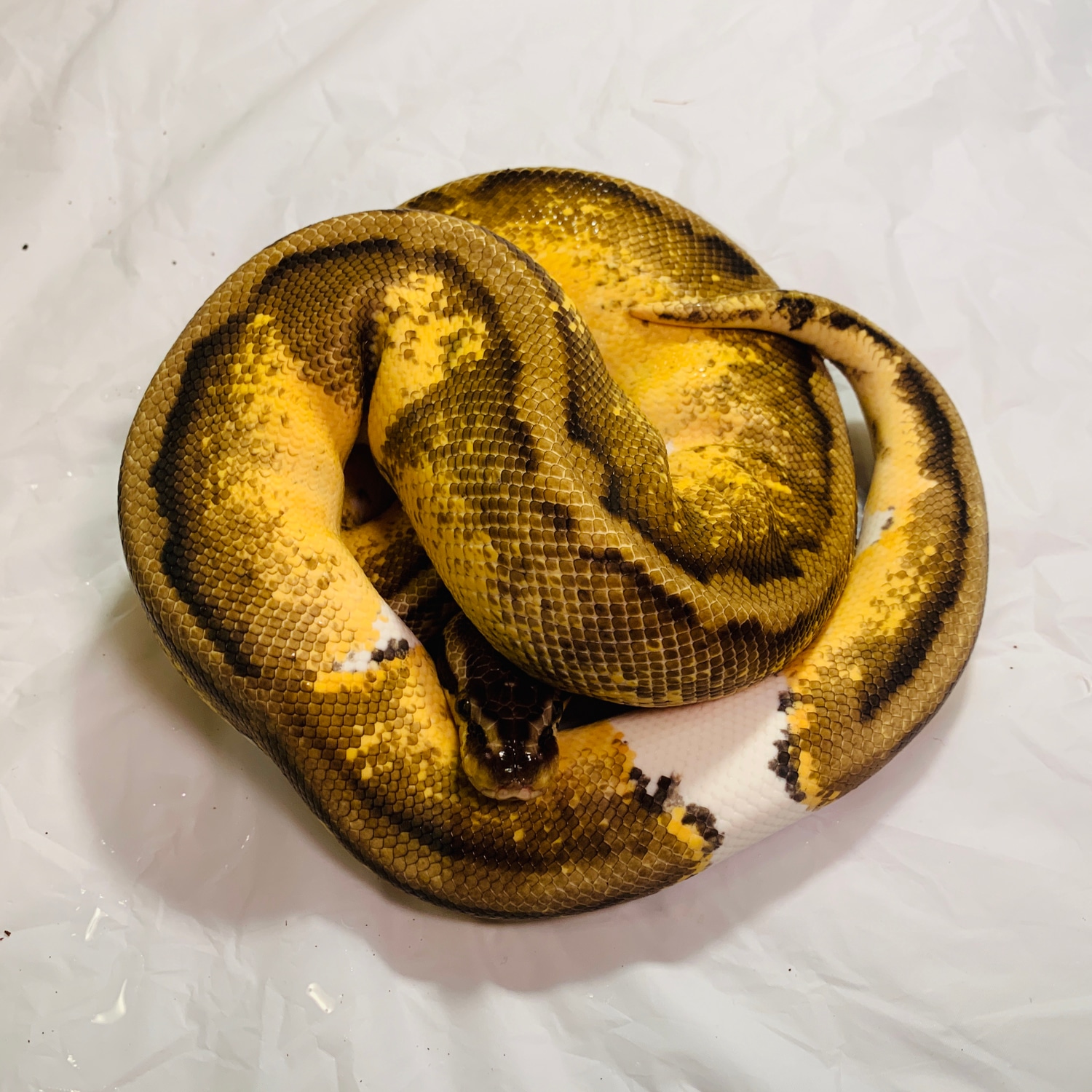 Killer Pied Breeder Ball Python by Kaos Balls - MorphMarket