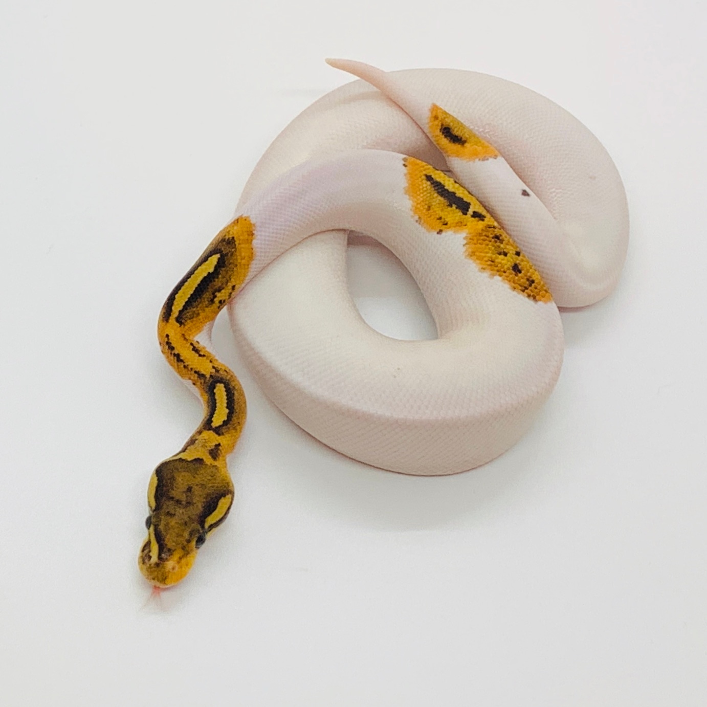 Paradox Chimera Fire Piebald Ball Python by Kaos Balls - MorphMarket