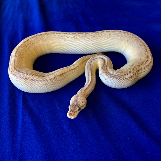 Bongo Emperor Pin Ball Python by Kaos Balls
