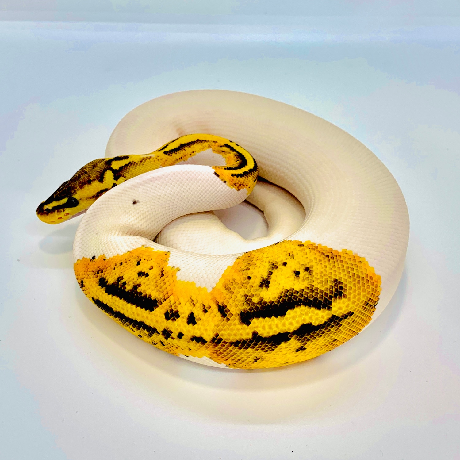 Firefly Pied Ball Python by Kaos Balls - MorphMarket