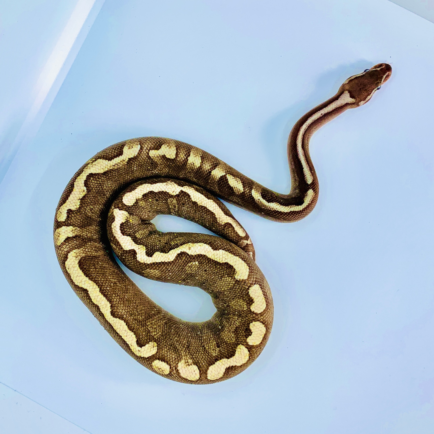 Super GHI Lesser Probable Pastel Lemonback Ball Python by Kaos Balls - MorphMarket