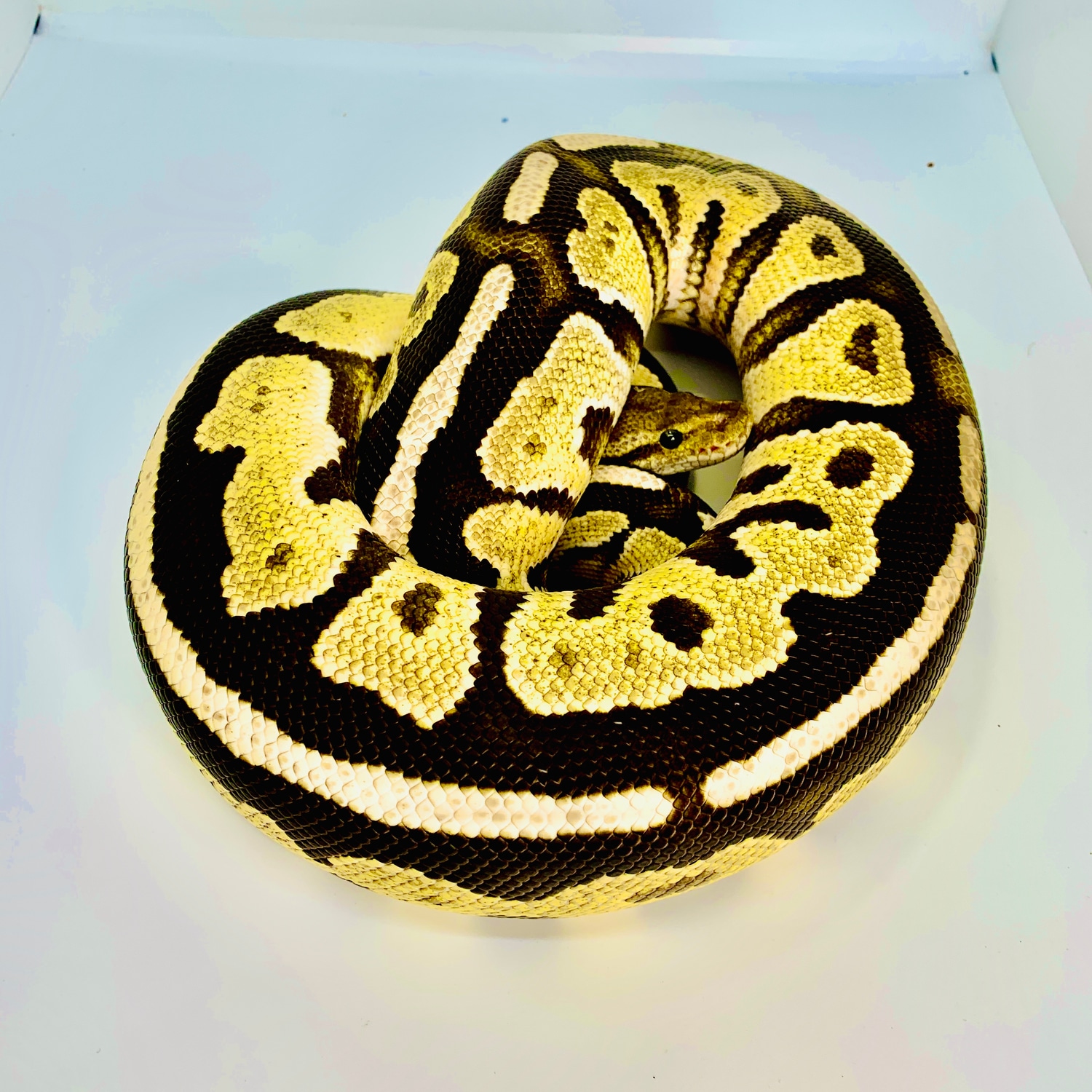 Super Orange Dream Firemon Ball Python by Kaos Balls - MorphMarket