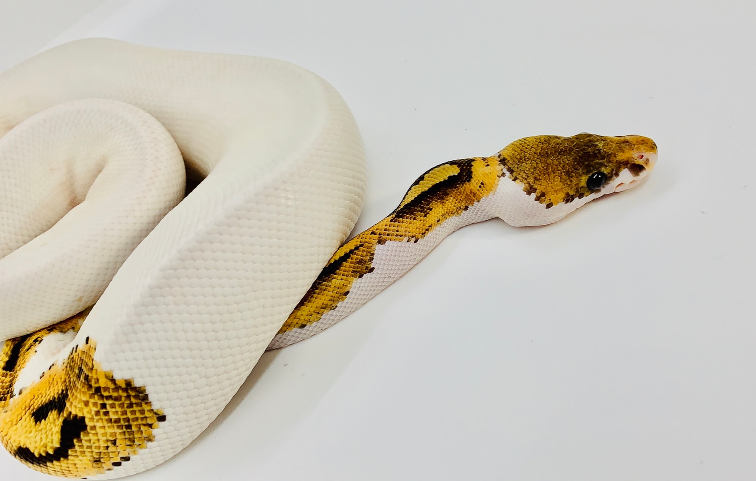 Paradox-chimera-fire Piebald Ball Python by Kaos Balls - MorphMarket