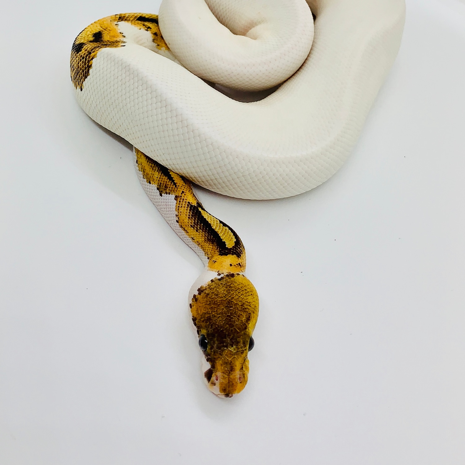 Paradox-chimera-fire Piebald Ball Python by Kaos Balls - MorphMarket