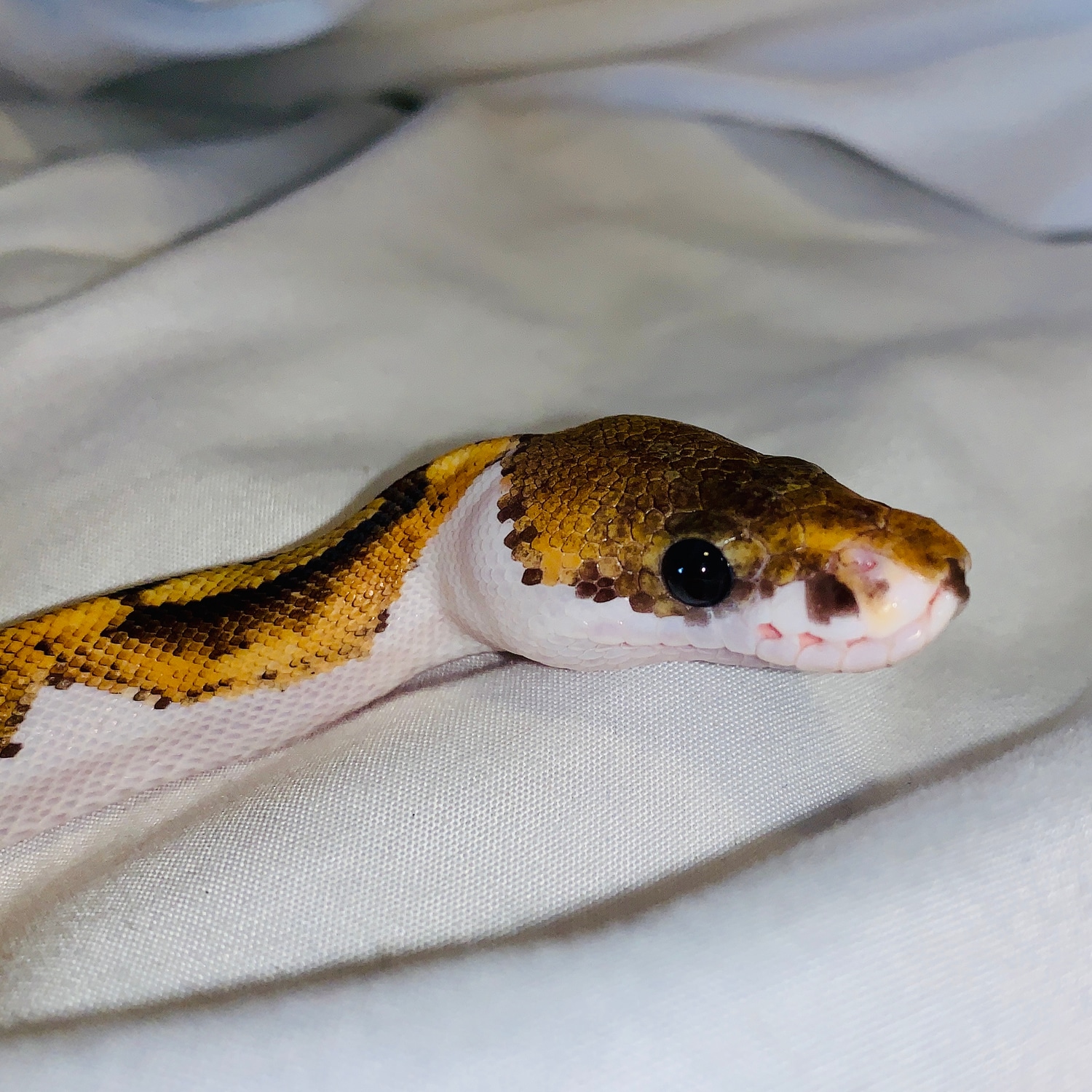 Paradox-chimera-fire Piebald Ball Python by Kaos Balls - MorphMarket