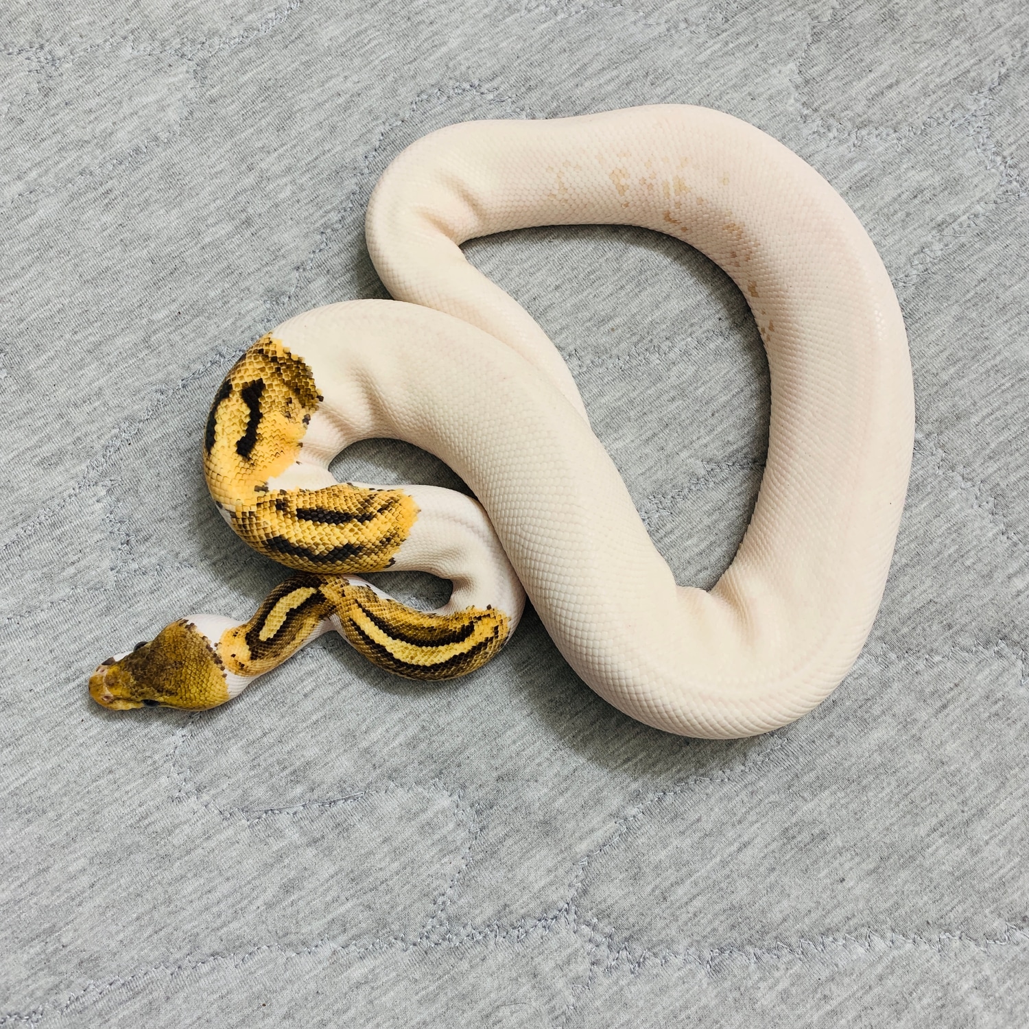 Paradox-chimera-fire Piebald Ball Python by Kaos Balls - MorphMarket