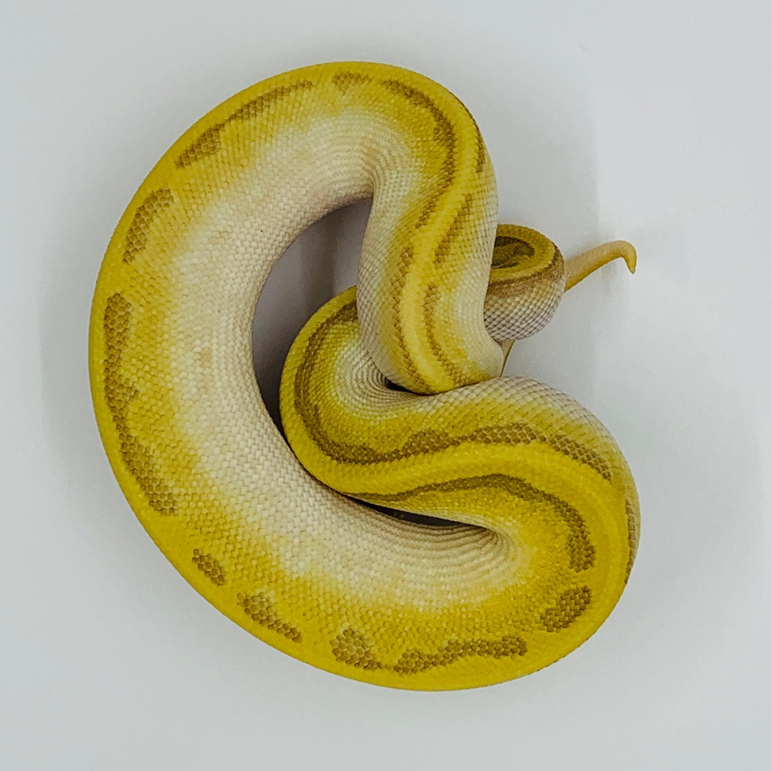 Krg Lesser Pinstripe Enchi Yellowbelly Fire Ball Python by Kaos Balls ...