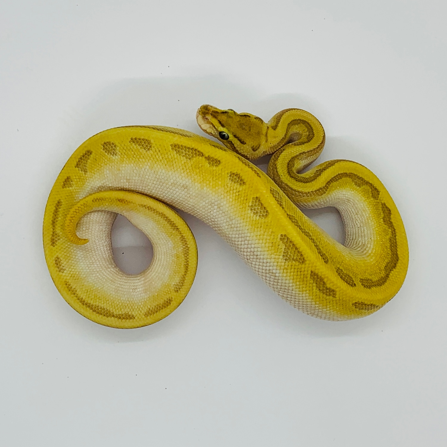 Krg Lesser Pinstripe Enchi Yellowbelly Fire Ball Python by Kaos Balls ...