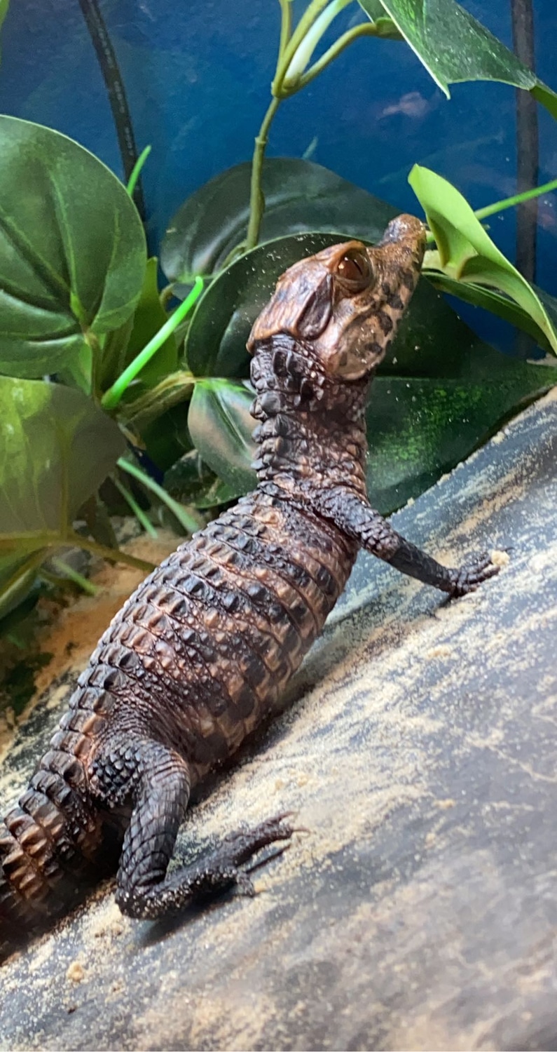 Cuvier's Dwarf Caiman by Underground_Chameleons_exotics - MorphMarket