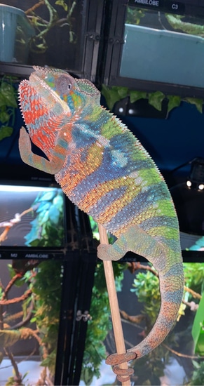 Panther Chameleon by Underground_Chameleons_exotics
