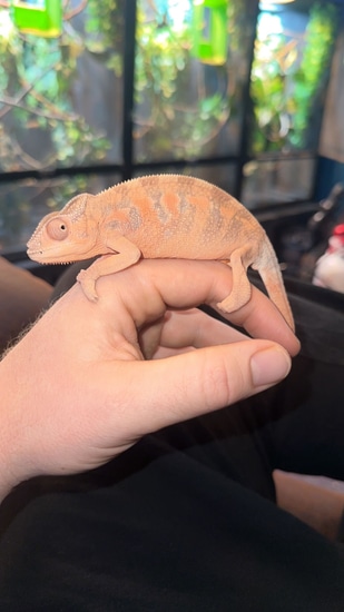 Ambilobe Panther Chameleon by Underground_Chameleons_exotics