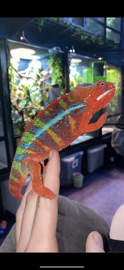 Ambilobe Panther Chameleon by Underground_Chameleons_exotics