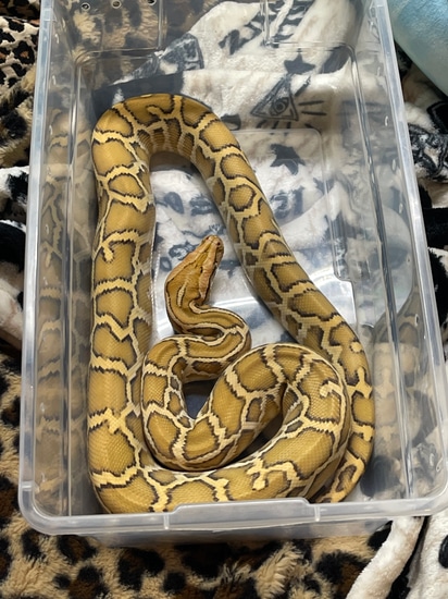 Caramel Burmese Python by Karmas exotics