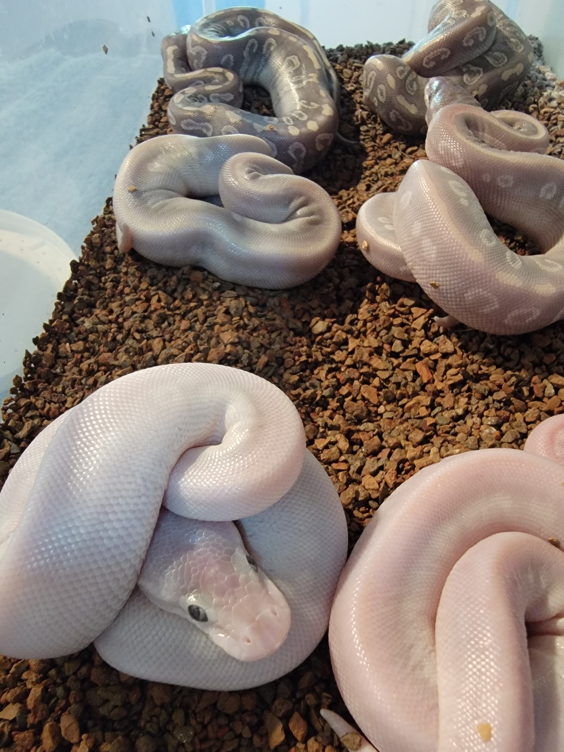 Ball Python Clutch: STMP-01 by Slither & Trace: Hometown Reptile Boutique - MorphMarket