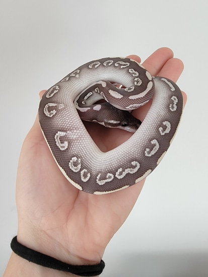 "Shyler" Mystic Potion (Super) Ball Python by Slither & Trace: Hometown ...