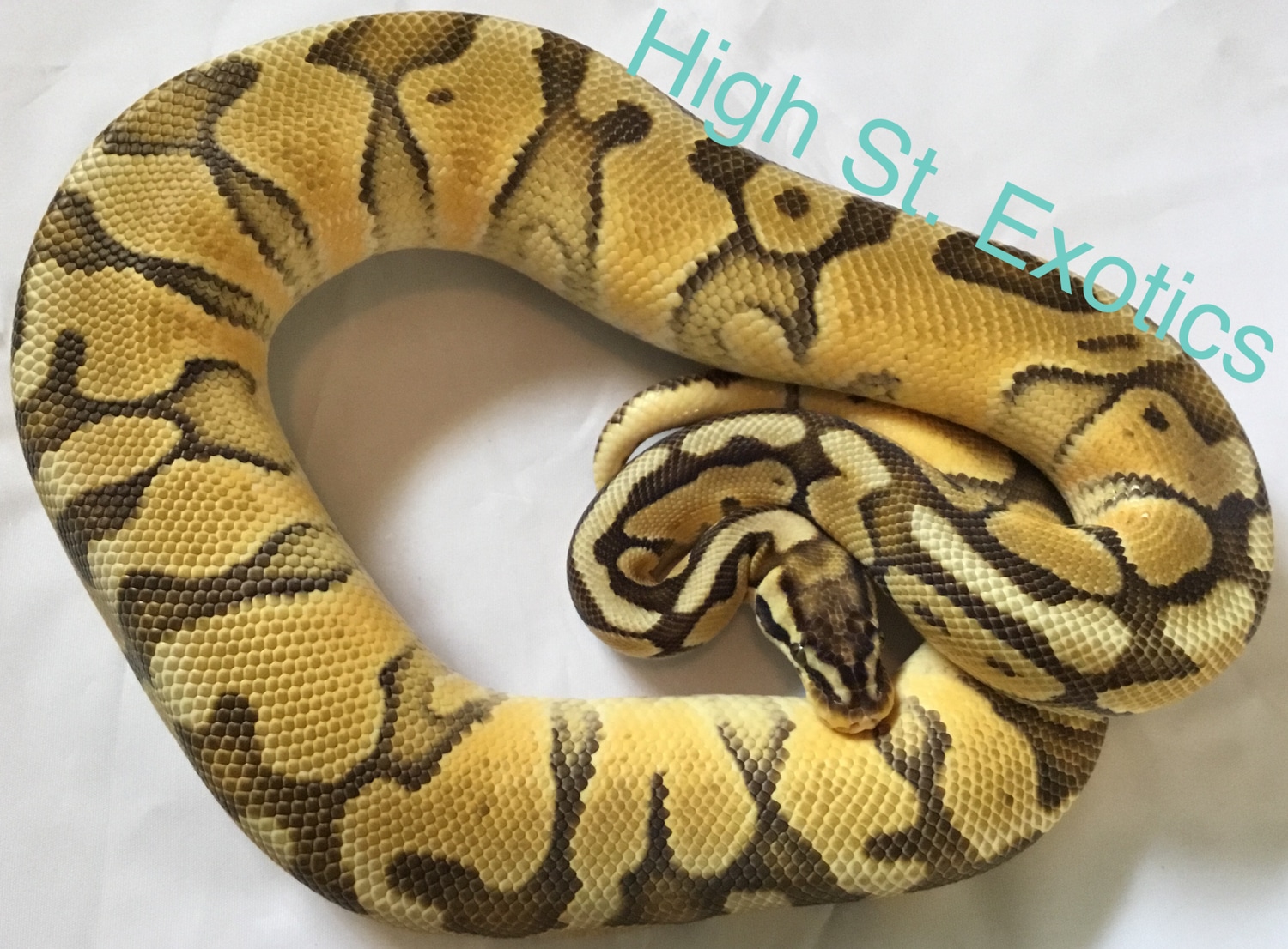 Super Pastel Noco Special Enchi Possible Fader Ball Python by High St. Exotics - MorphMarket