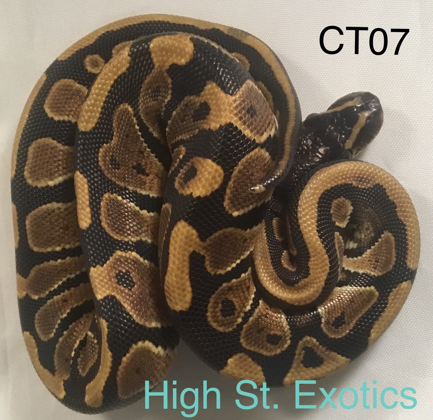 DH Hypo/Pied Ball Python by High St. Exotics - MorphMarket