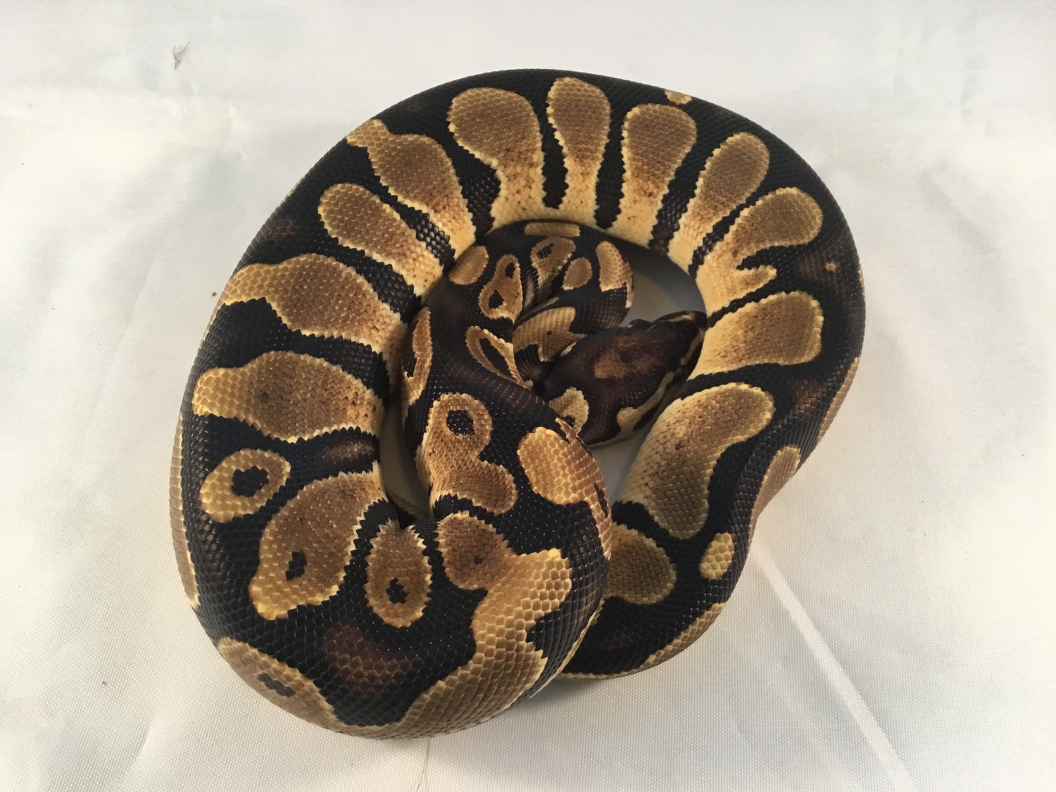 NR Mandarin Het Pied **SALE** Ball Python by High St. Exotics - MorphMarket