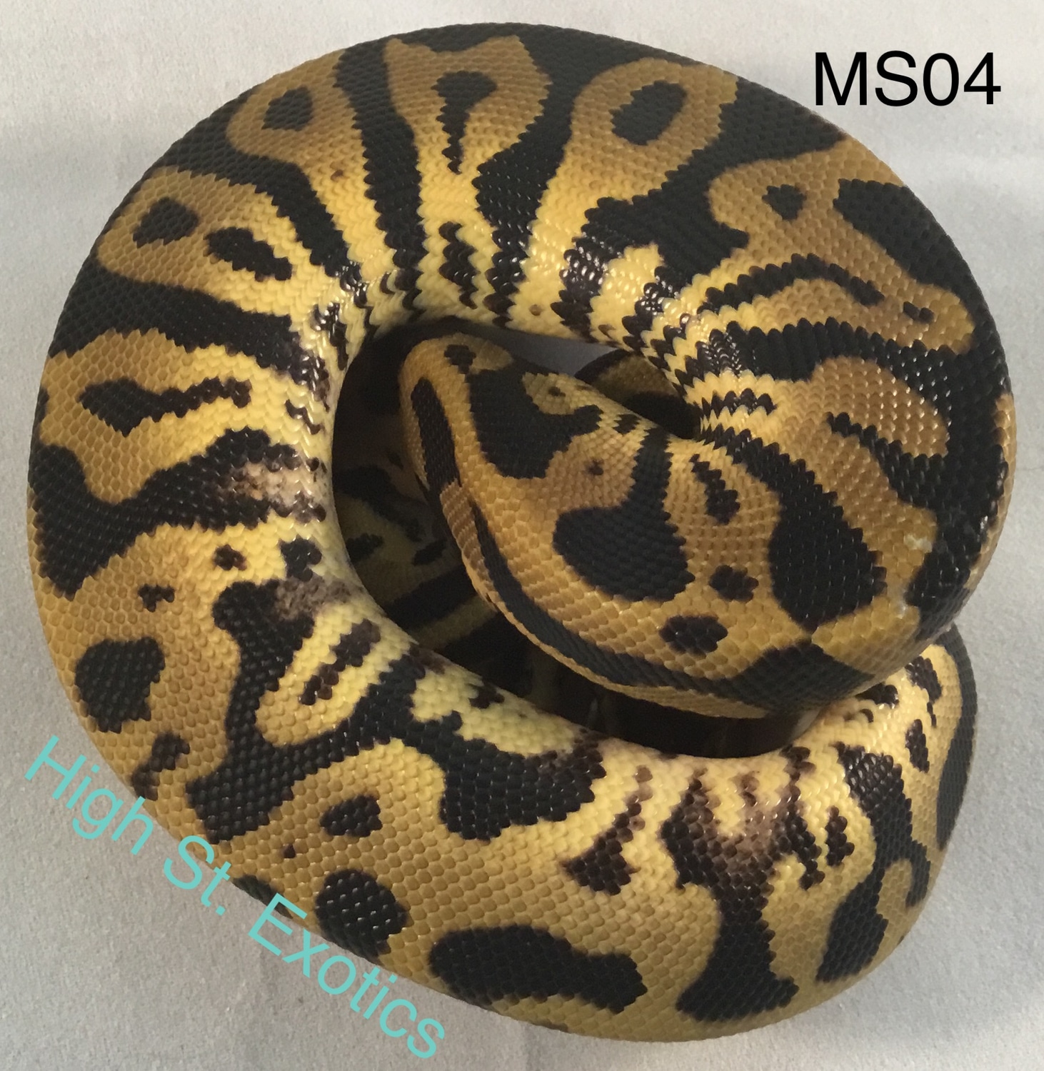 Leopard HetPied 66% Het Clown Ball Python by High St. Exotics - MorphMarket