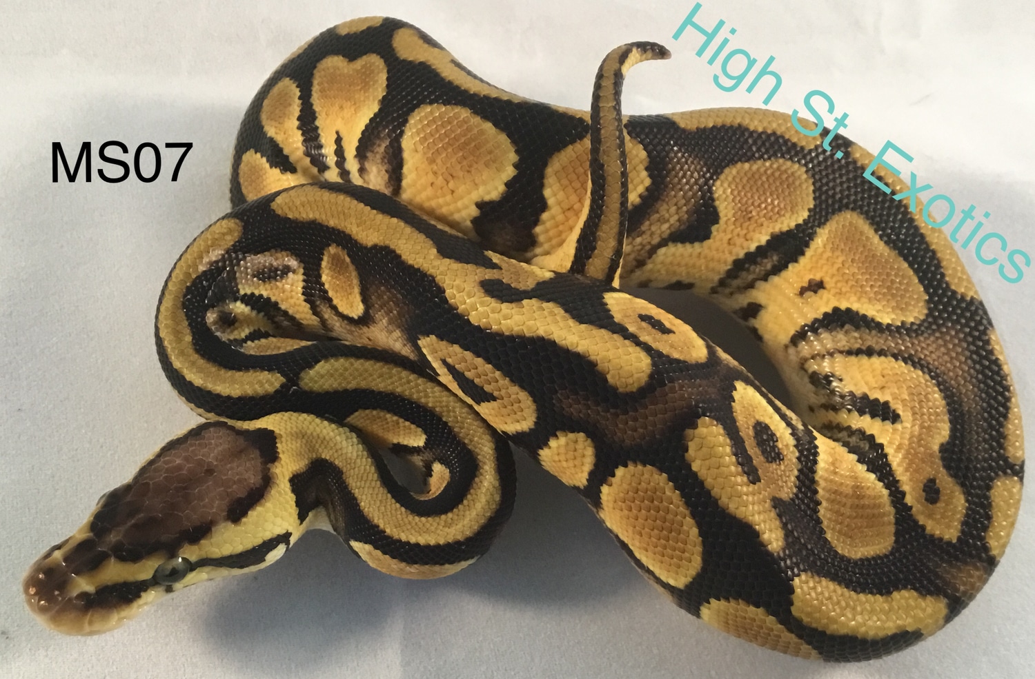 Pastel Het Pied 66% Het Clown Ball Python by High St. Exotics - MorphMarket