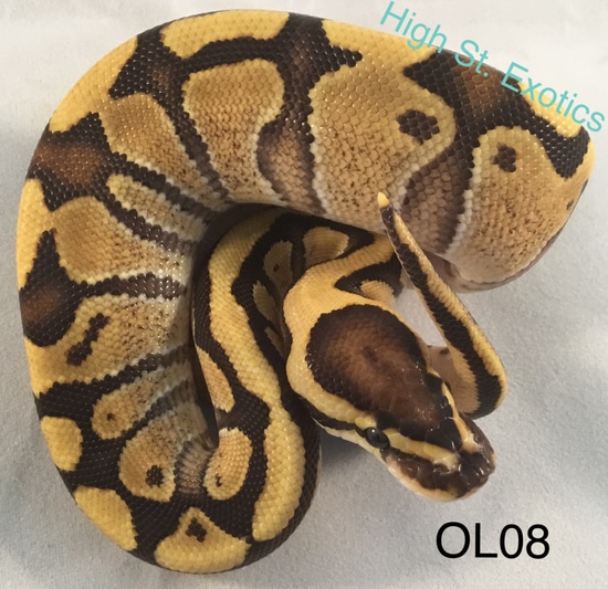 Fire Het Clown Ball Python by High St. Exotics