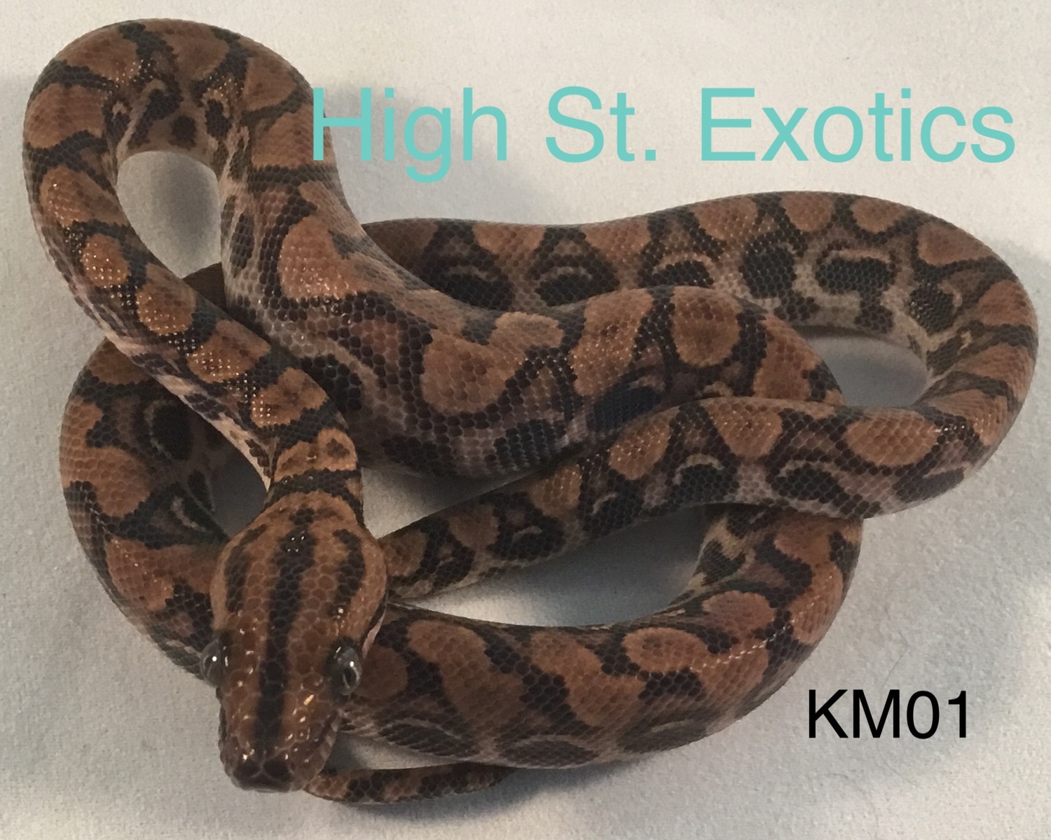 Pet Only Brazilian Rainbow Boa by High St. Exotics - MorphMarket