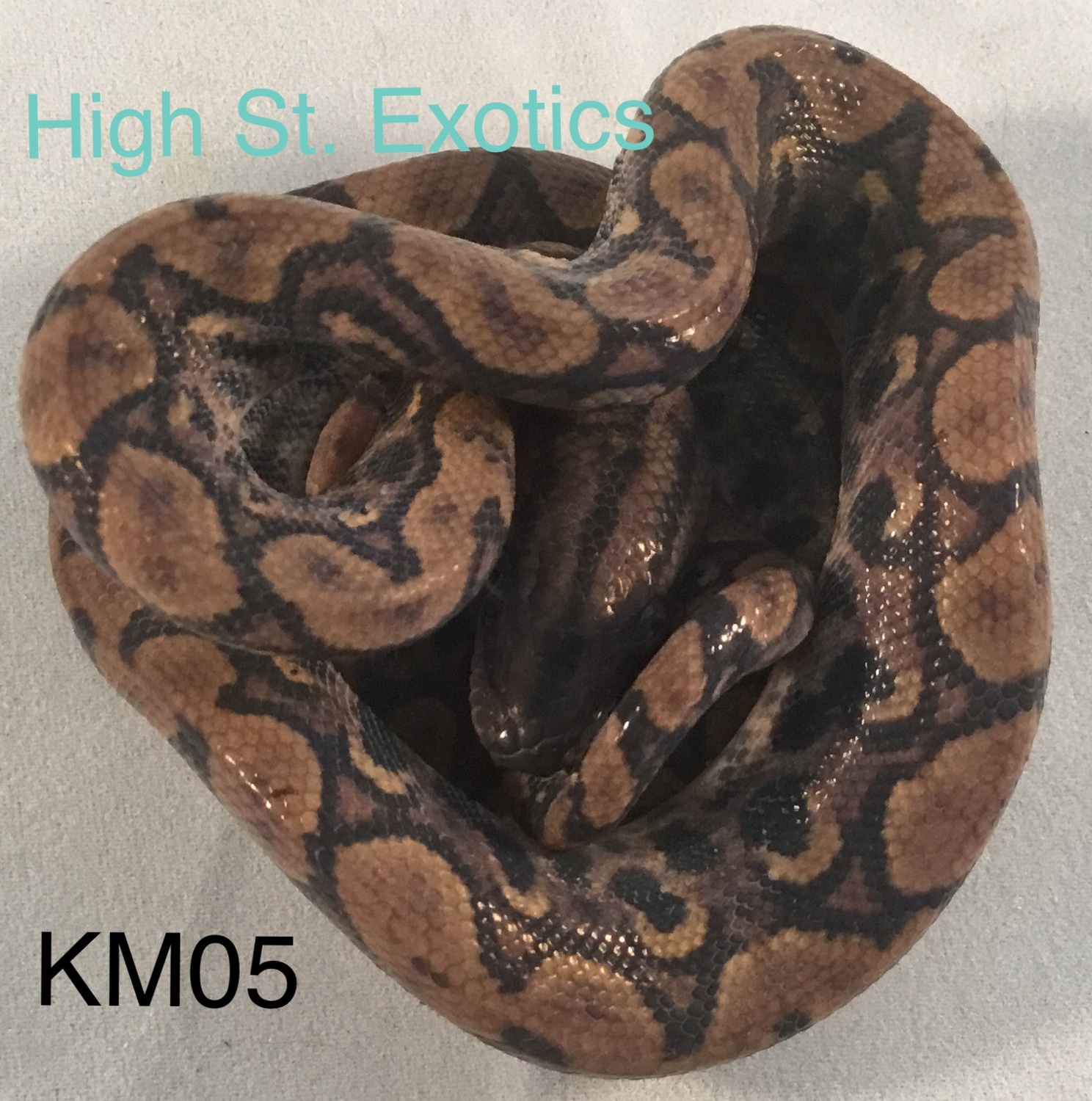 Brazilian Rainbow Boa by High St. Exotics - MorphMarket