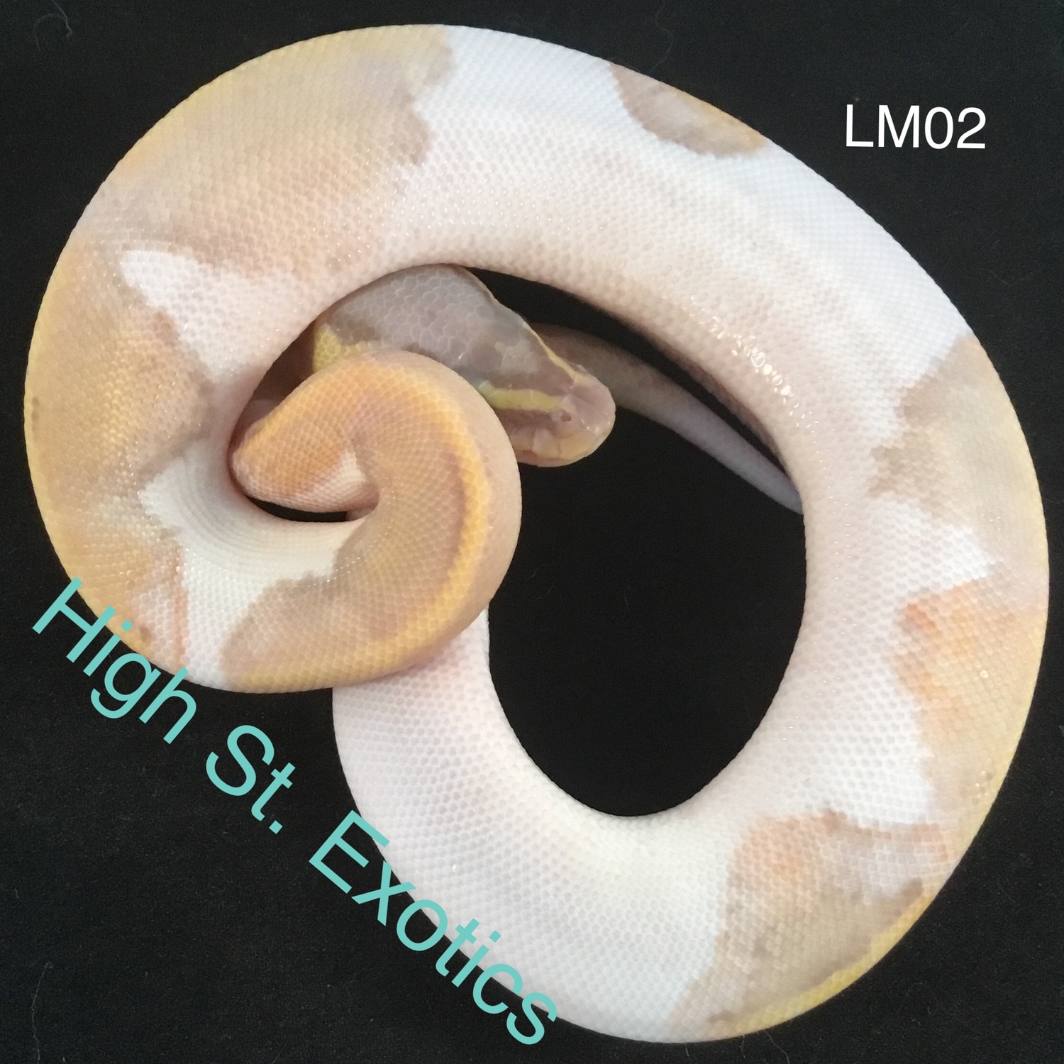 BCG Black Pastel Pied Possible Pastel Ball Python by High St. Exotics ...