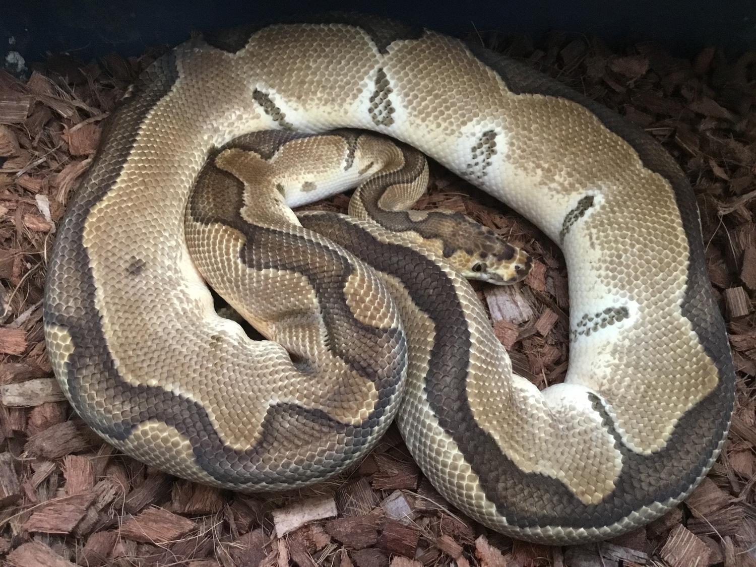 Clown Proven Breeding Group **PRICE REDUCED** Ball Python by High St ...
