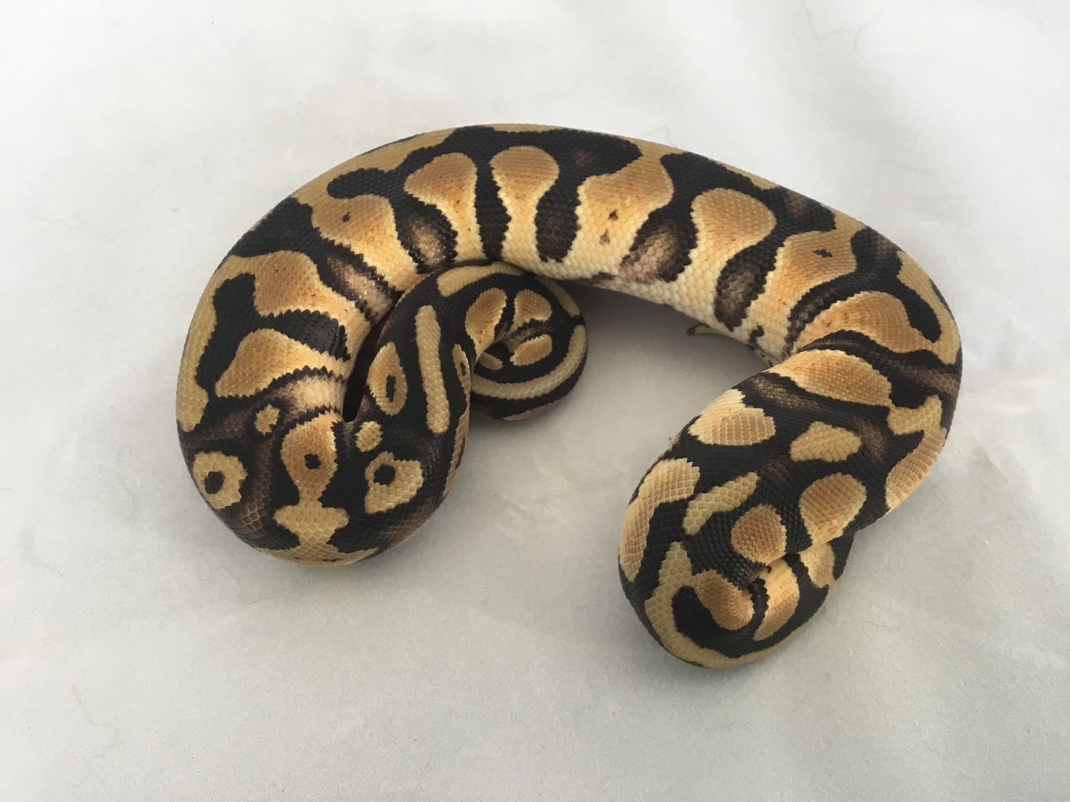 Pastel Het Pied 66% Het Clown Ball Python by High St. Exotics - MorphMarket