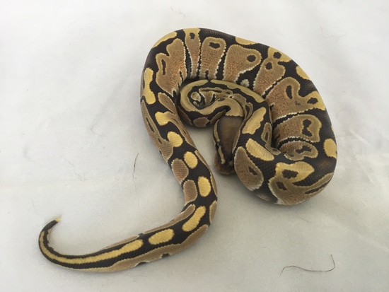 Hypo Het Tri Stripe Ball Python by High St. Exotics
