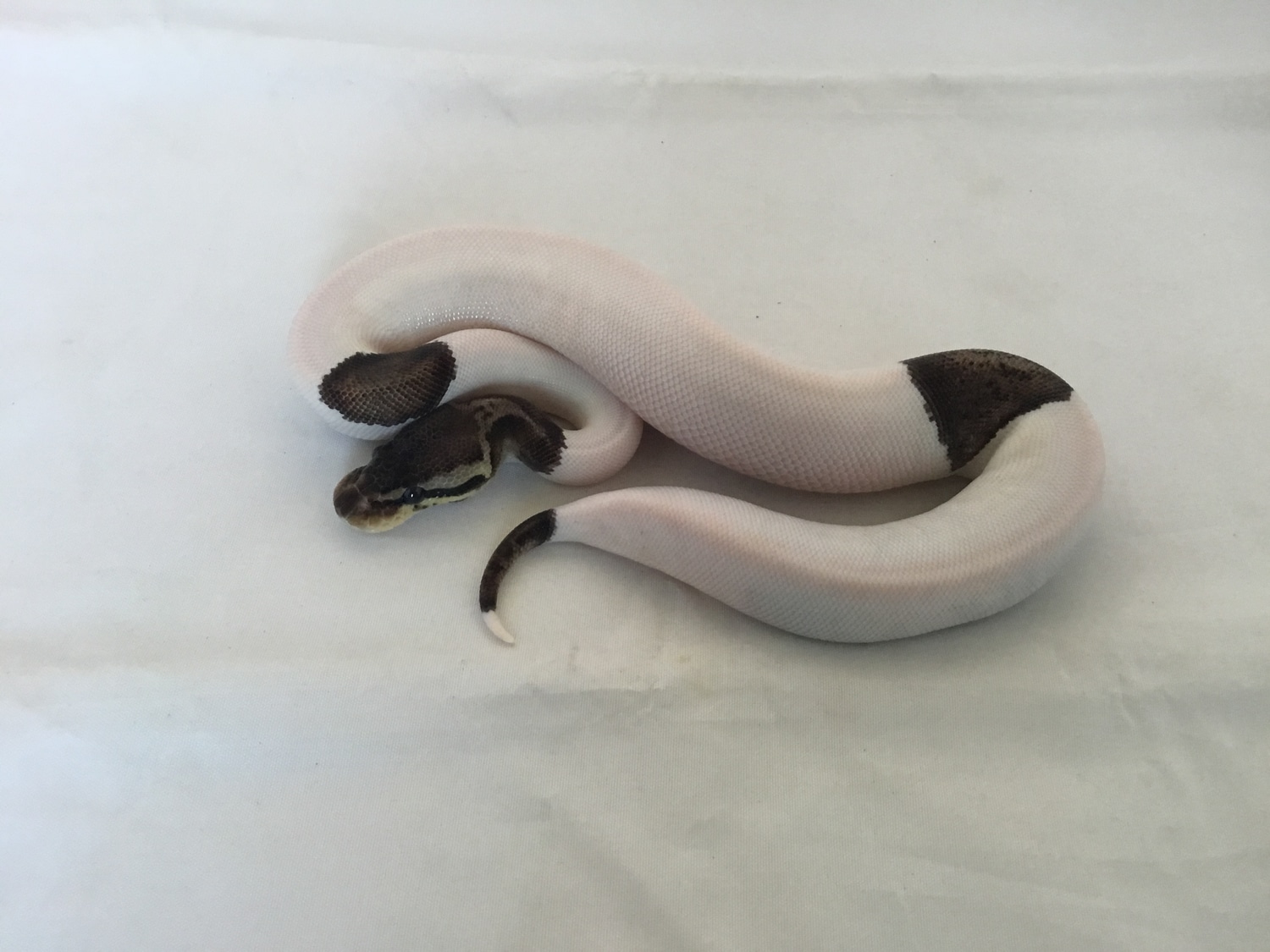 Black Pewter Pied Ball Python by High St. Exotics - MorphMarket