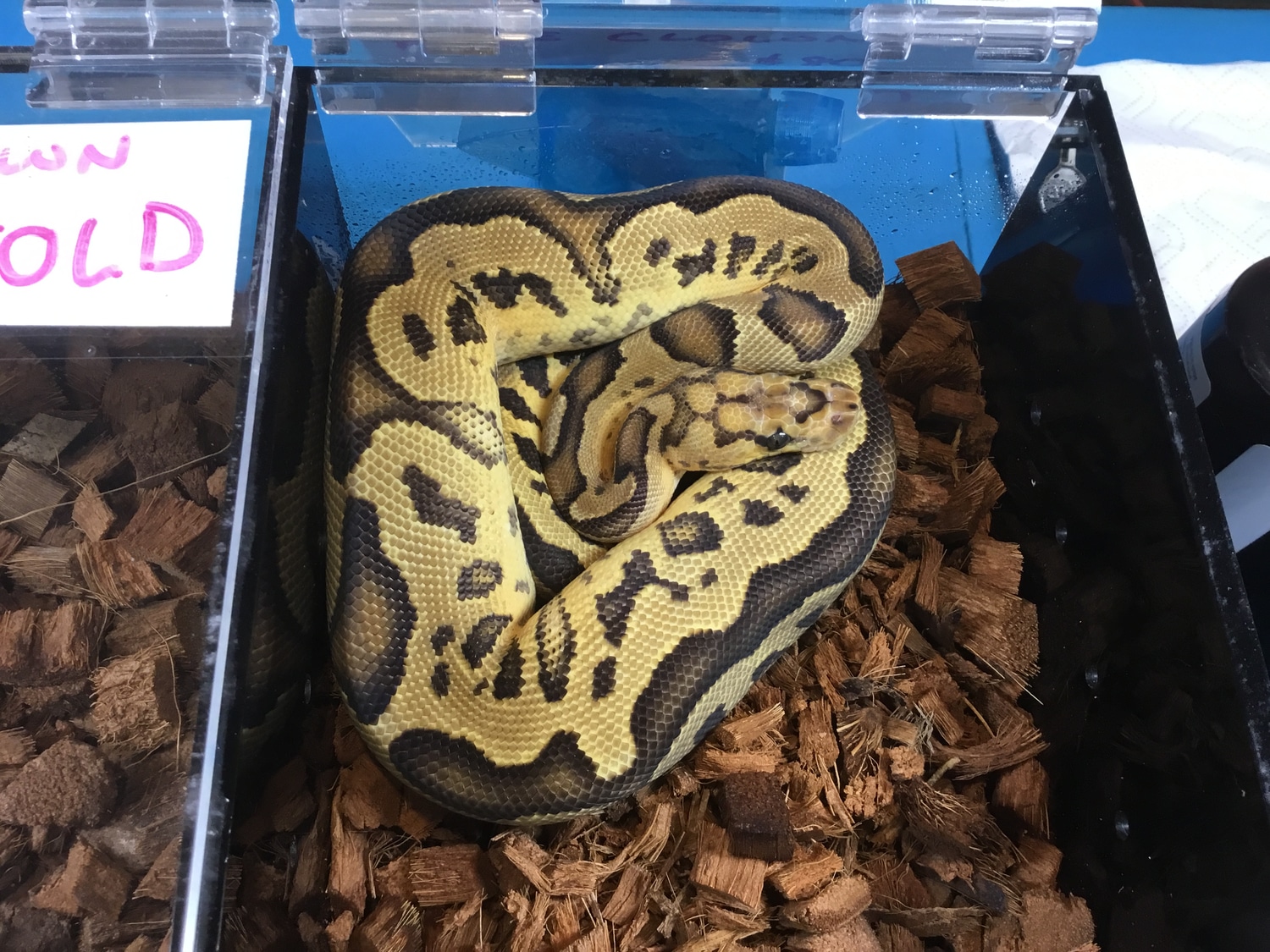 Fire Clown Ball Python by High St. Exotics - MorphMarket