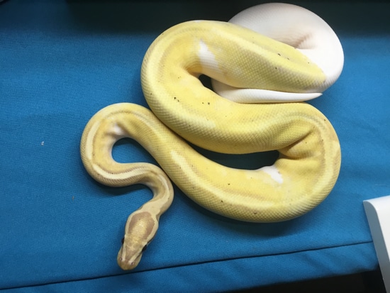 BCG Fire Pied Ball Python by High St. Exotics