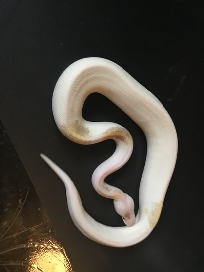 Bamboo Calico Pied Pos Pastel Enchi Het Hypo Ball Python by High St ...