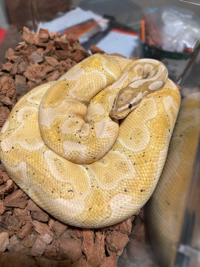 RTB Banana Black Pastel Ball Python by Karr Reptiles