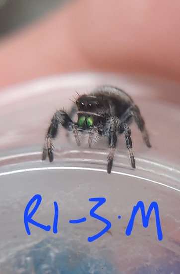 Recessive White Male True Spider by Midwest Spoods