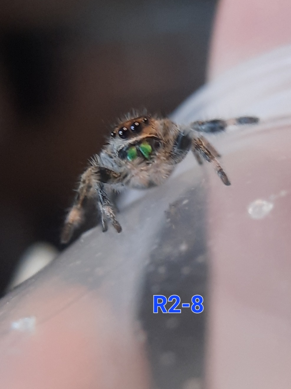 Light White Line Boy True Spider by Midwest Spoods - MorphMarket
