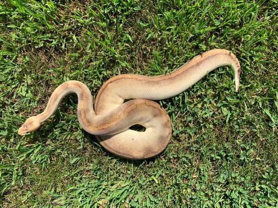 2015 Proven Champagne Het Albino Ball Python by Zion Hill Exotics